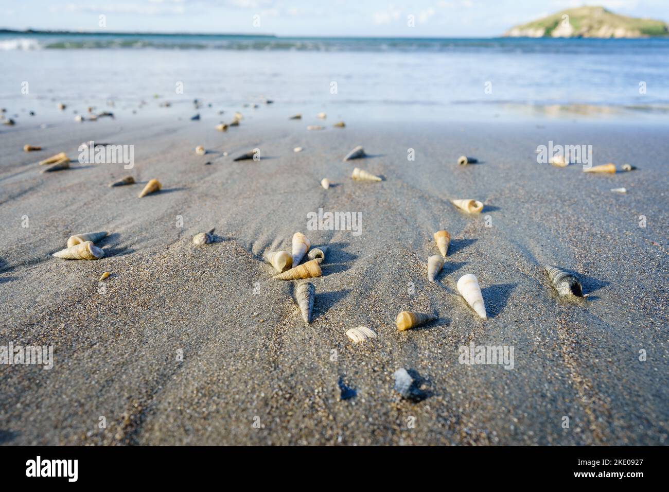 A group of colorful seashells gathered on a sandy beach with a view of ...