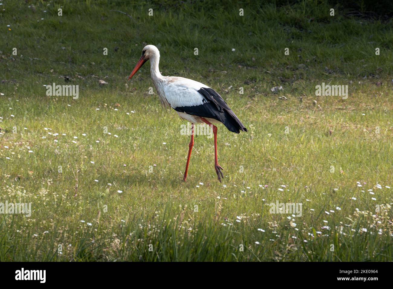 The profile view of a White stork walking in the meadow Stock Photo - Alamy