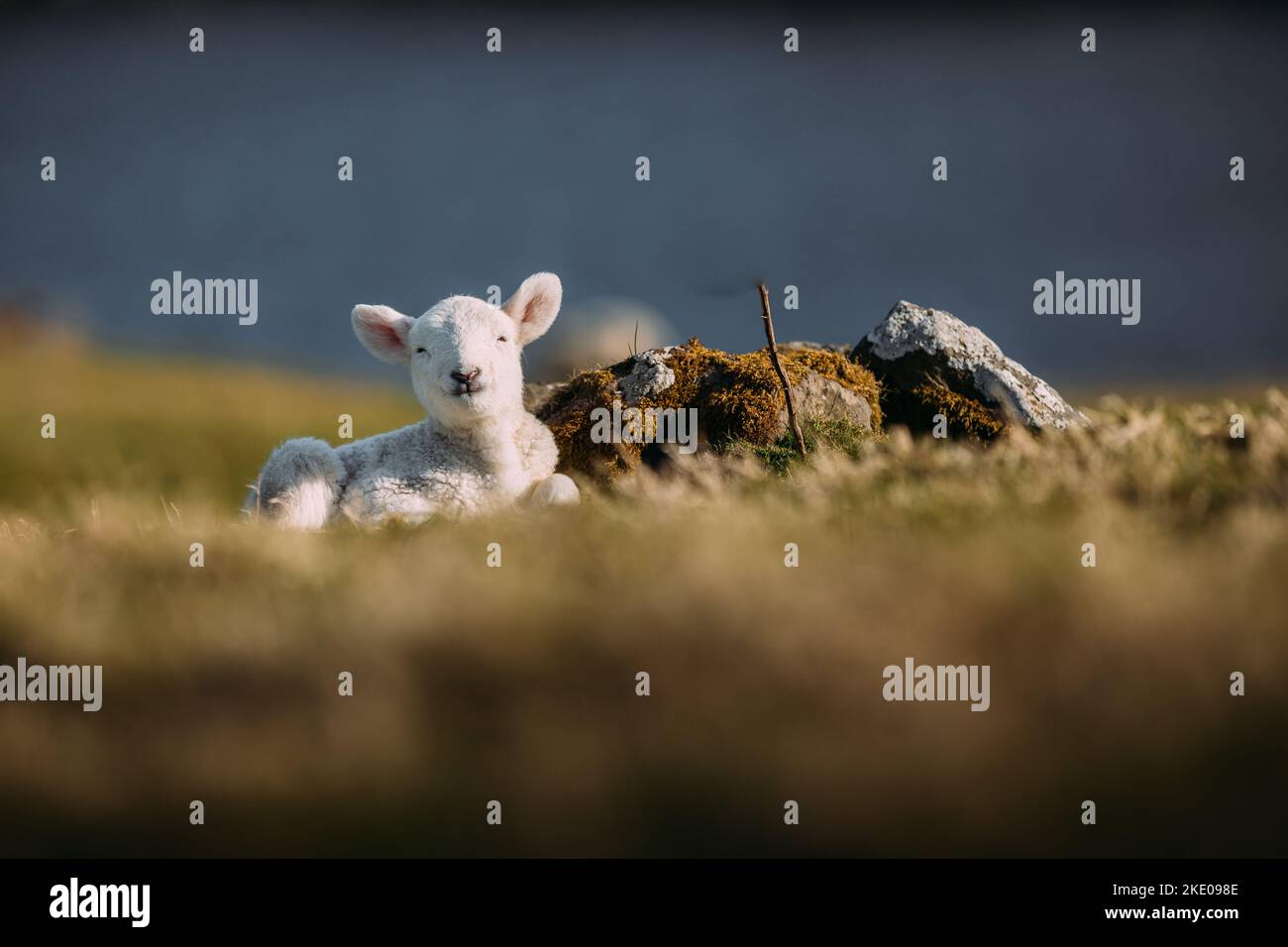 A cute white lamb sitting on dry grass in a field Stock Photo - Alamy