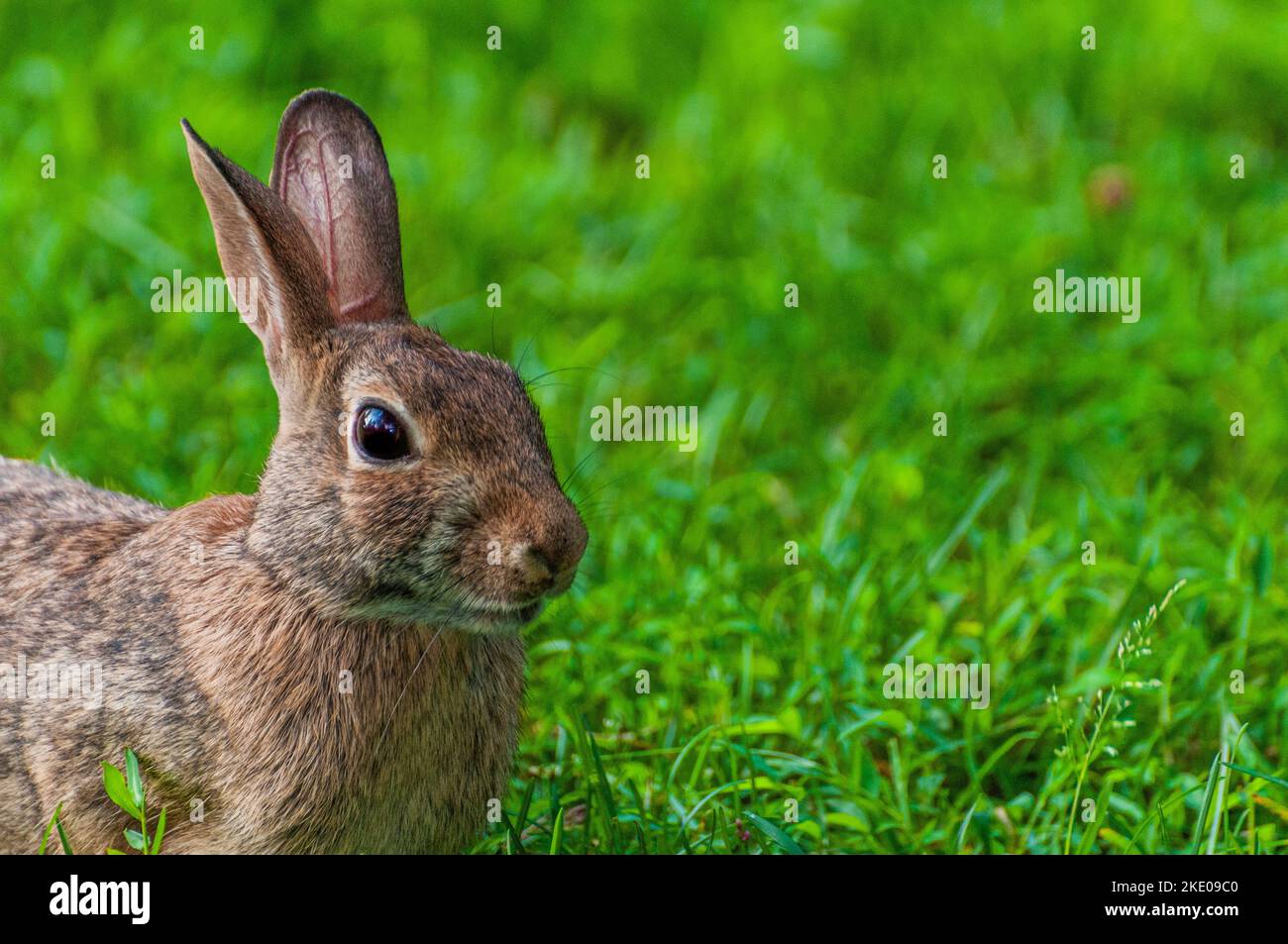 A closeup of brown rabbit standing on grassland Stock Photo - Alamy