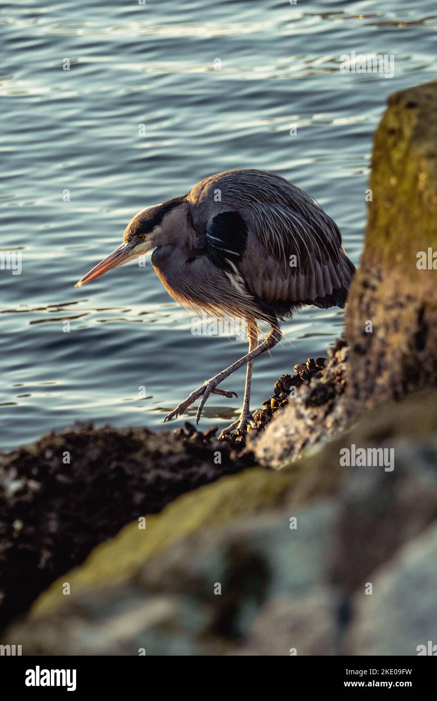 A vertical shot of a gray heron (Ardea cinerea) near a water Stock ...