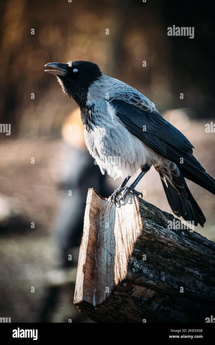 A crow perching on wood Stock Photo - Alamy