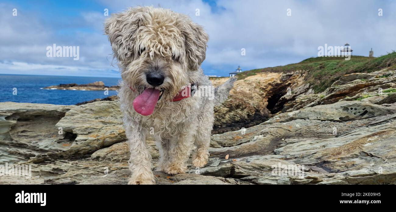 A closeup of a cute Soft-coated dog on a rocky shore Stock Photo - Alamy
