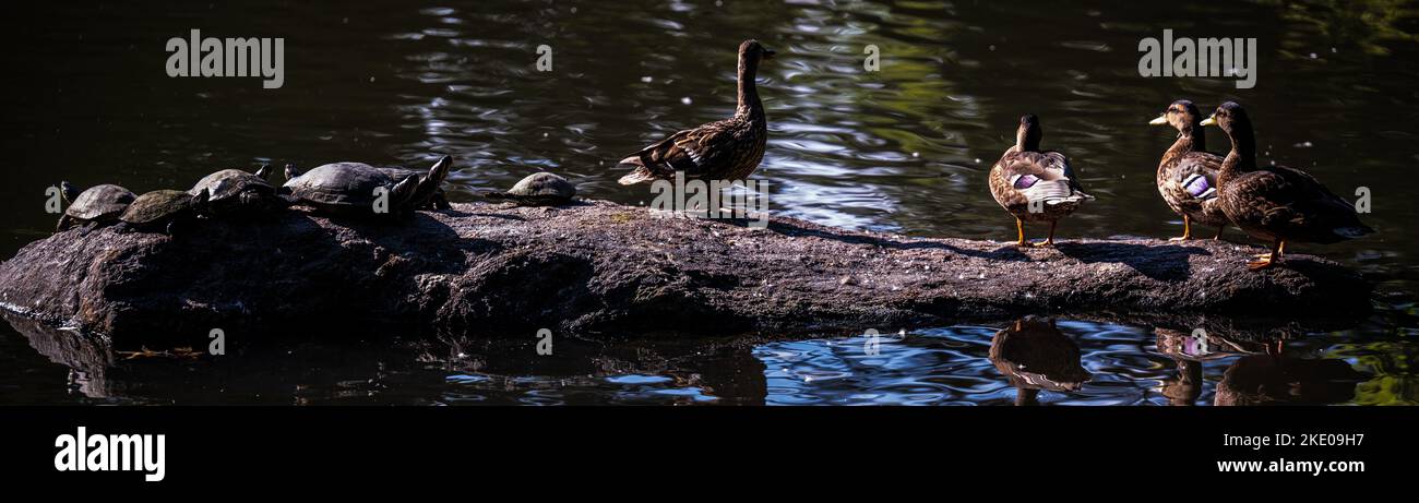 Turtles and ducks hi-res stock photography and images - Alamy