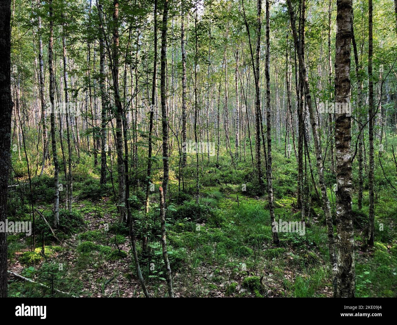 A forest surrounded by dense trees Stock Photo - Alamy