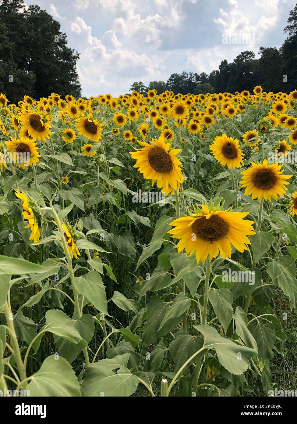 An aerial view of sunflower field surrounded by dense trees Stock Photo ...