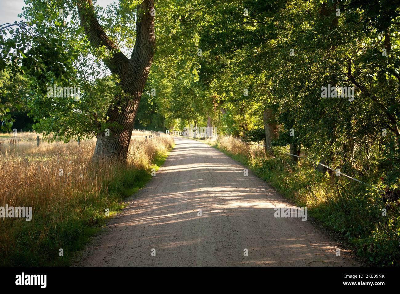 A scenic view of an offroad path surrounded by trees and vegetation ...