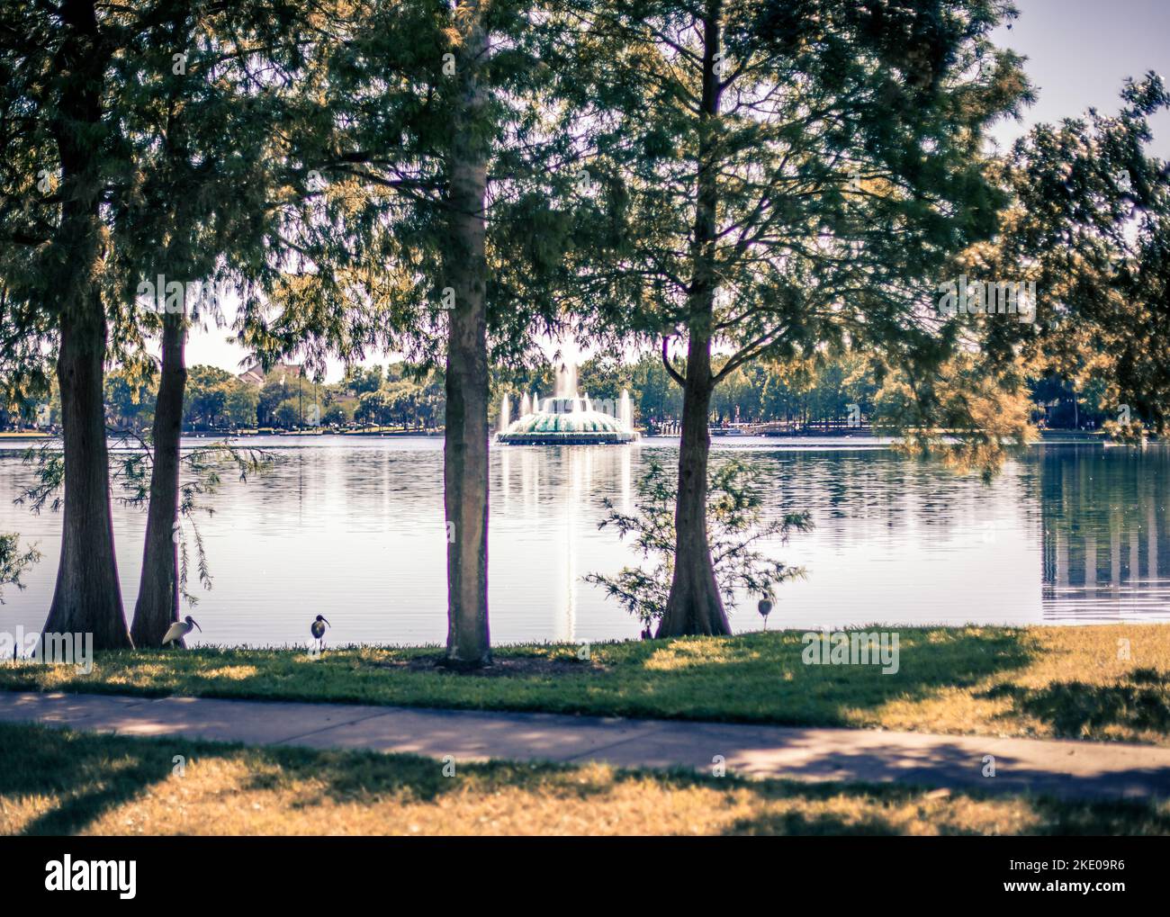 An aerial view of lake Eola with fountain surrounded by trees Stock ...