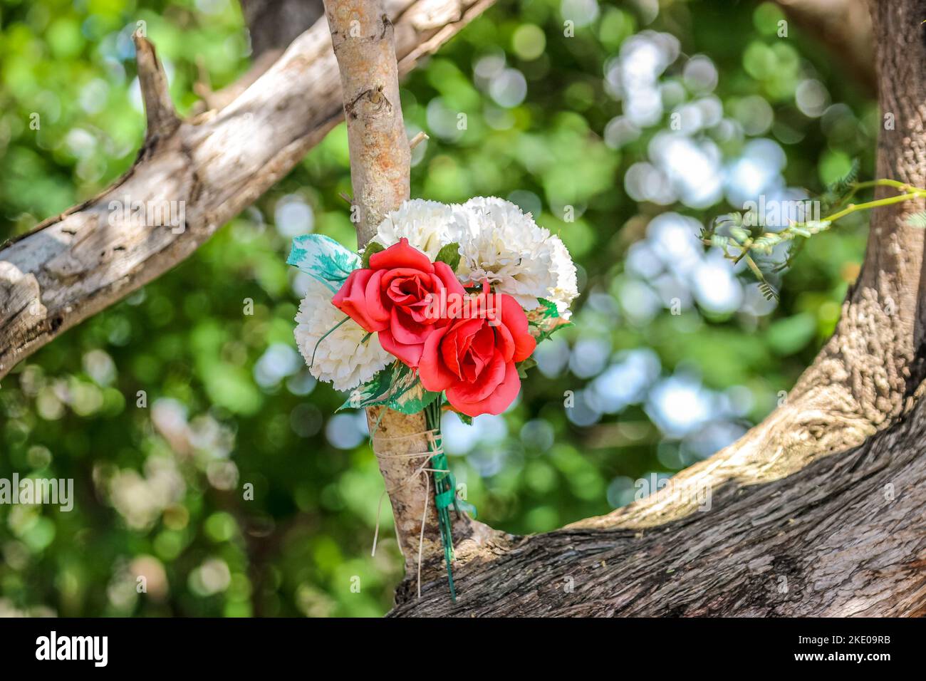A closeup of red roses and white peonies on tree Stock Photo - Alamy