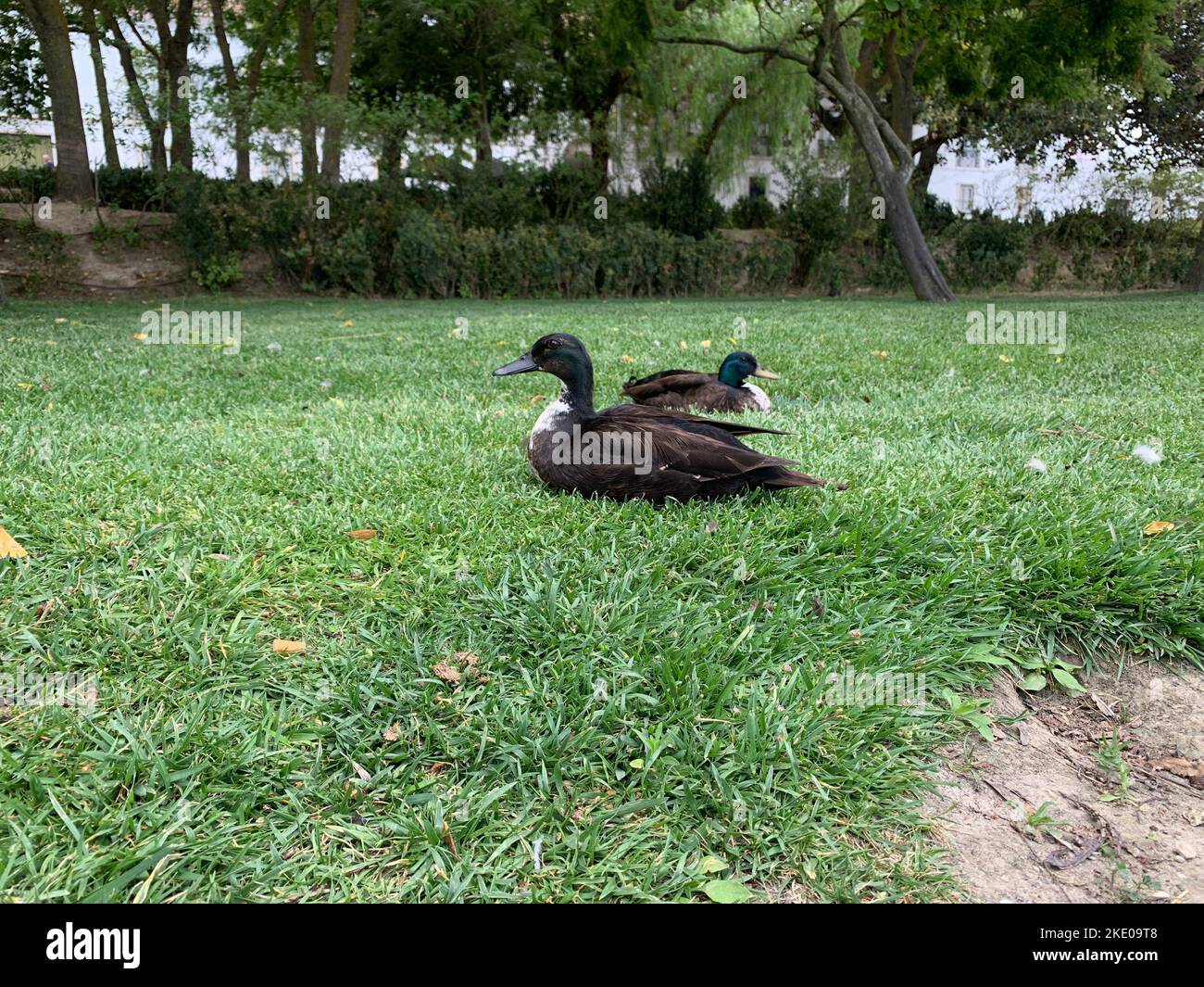 Pomeranian ducks hi-res stock photography and images - Alamy