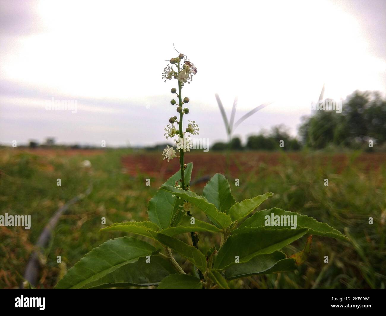 Purging croton (Croton bonplandianus), a member of the Euphorbiaceae ...