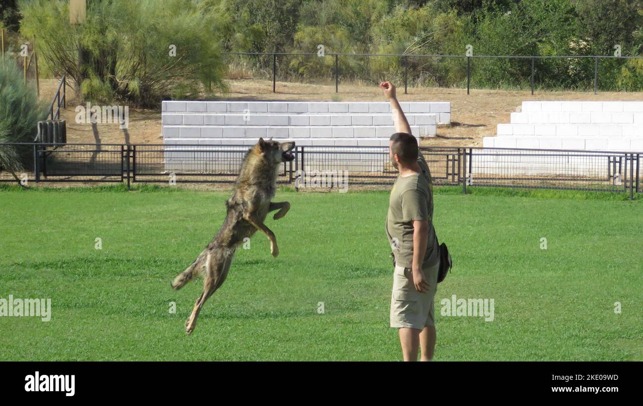 Wolf man at the zoo hi-res stock photography and images - Alamy