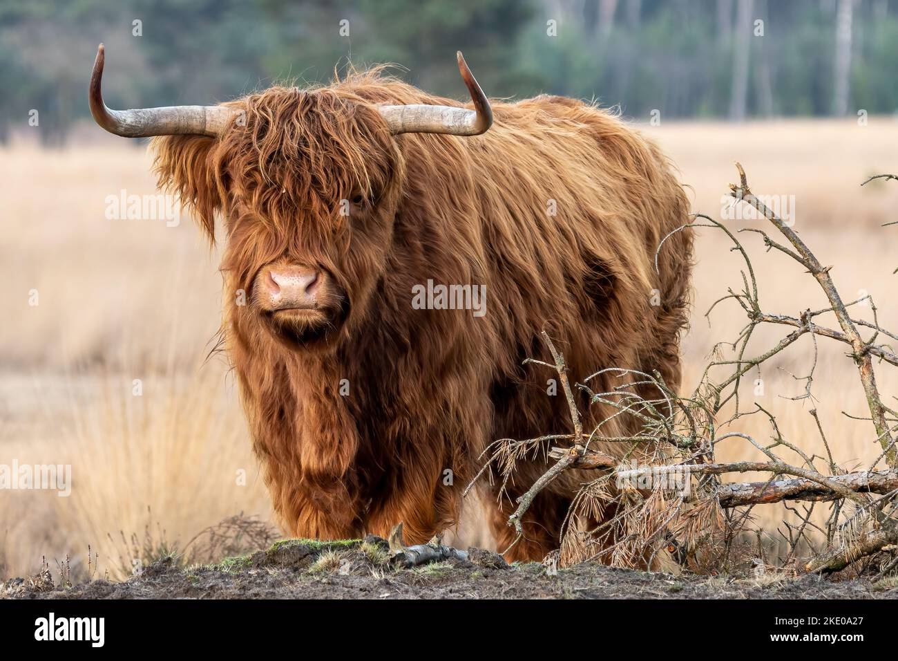 A closeup shot of highland cattle with big horns and brown fur standing ...