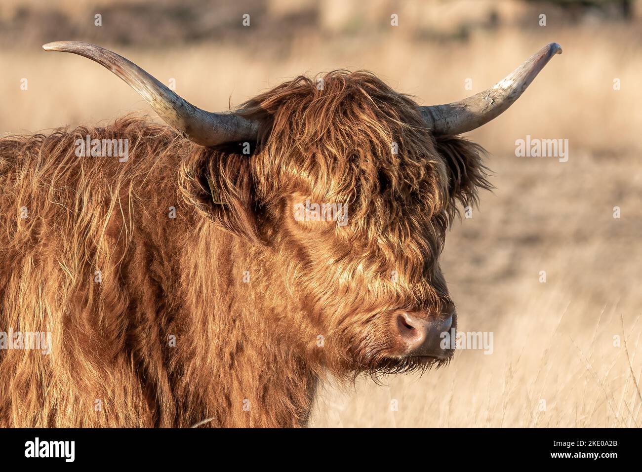 A closeup shot of highland cattle with big horns and brown fur against ...
