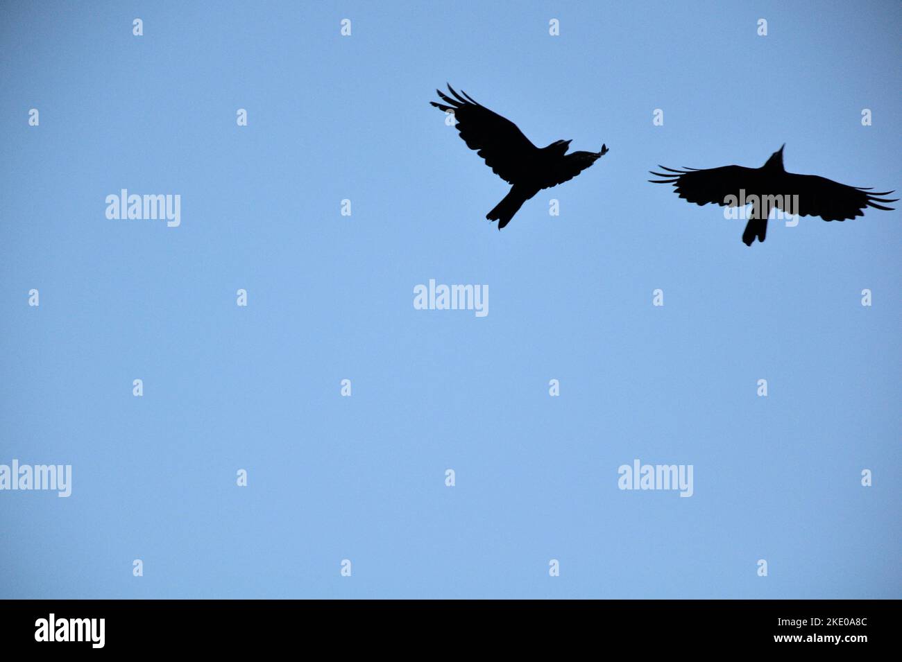 The two red-tailed hawks flying against a blue sky Stock Photo - Alamy