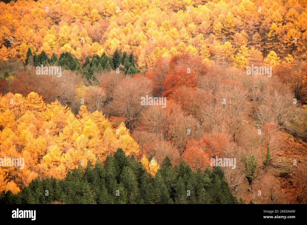 An aerial view of the mesmerizing yellow autumn forest on the hillside ...