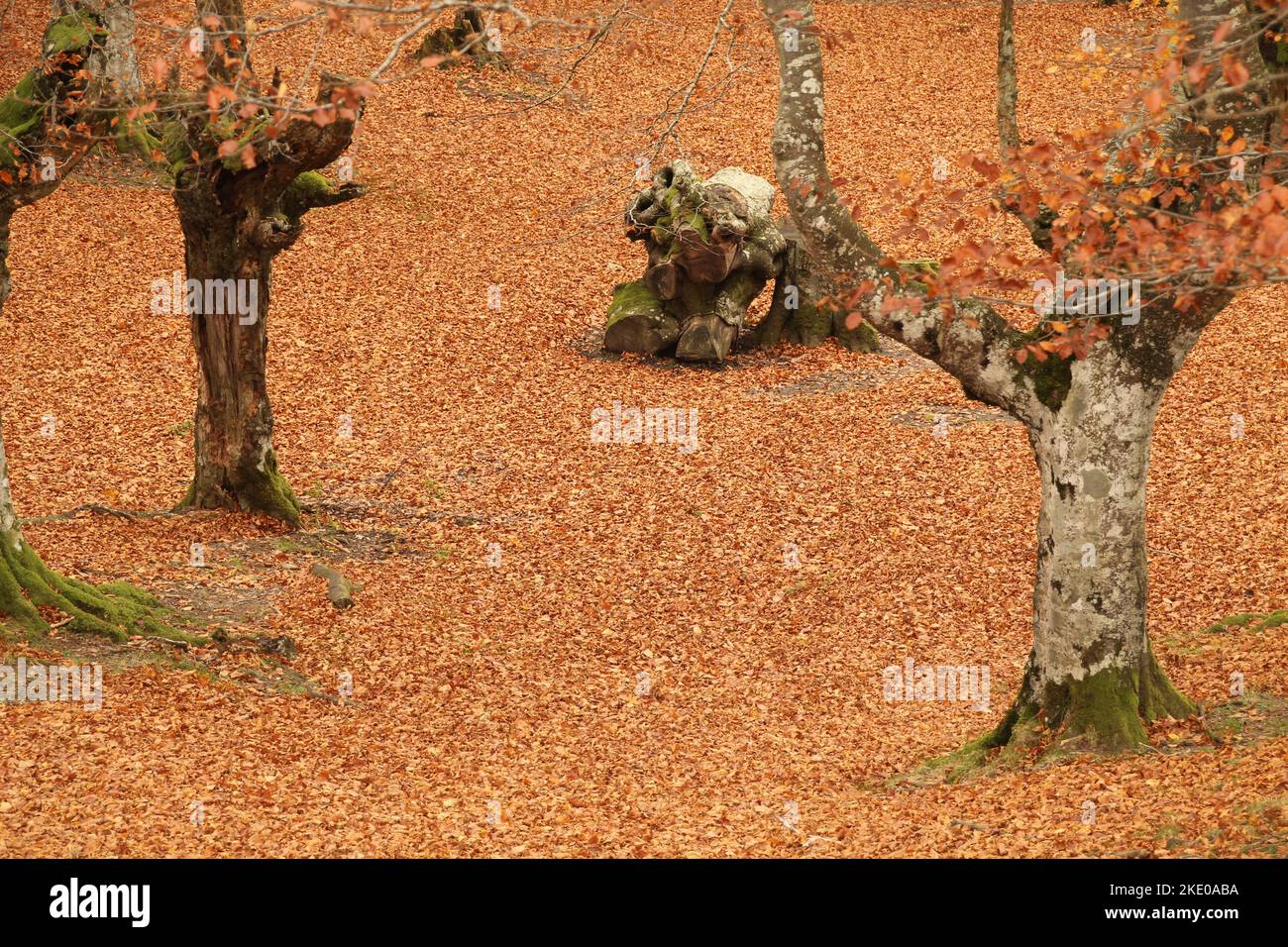 The landscape of weathered trees in the autumn forest with dry yellow ...