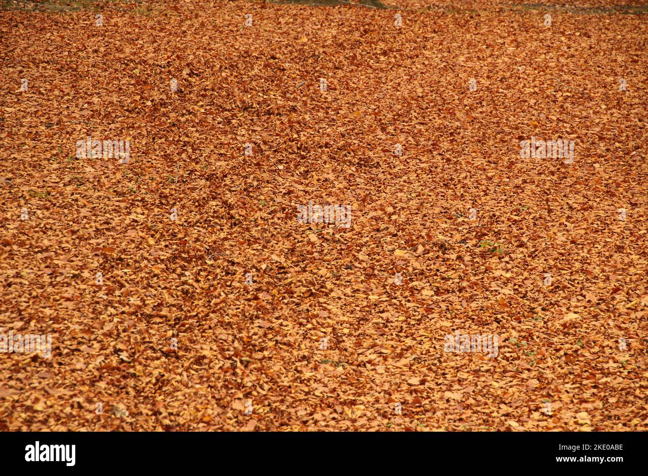The texture of dry autumn yellow leaves on the ground Stock Photo - Alamy