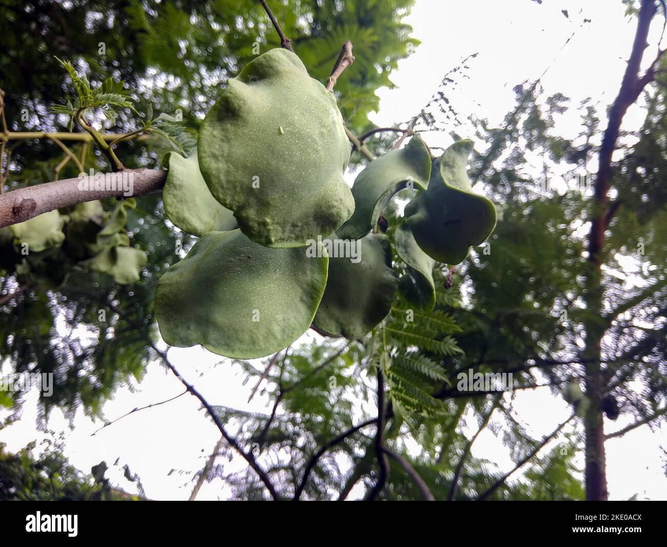 Jacaranda fruit hi-res stock photography and images - Alamy