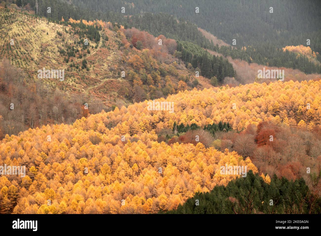 An aerial view of the mesmerizing yellow autumn forest on the hillside Stock Photo - Alamy