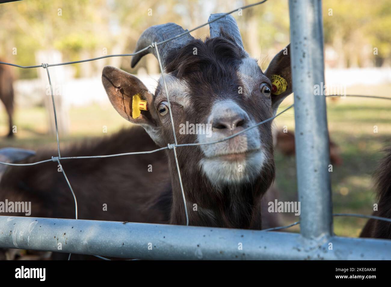 goat on a pasture near Schermbeck on the Lower Rhine, North Rhine ...