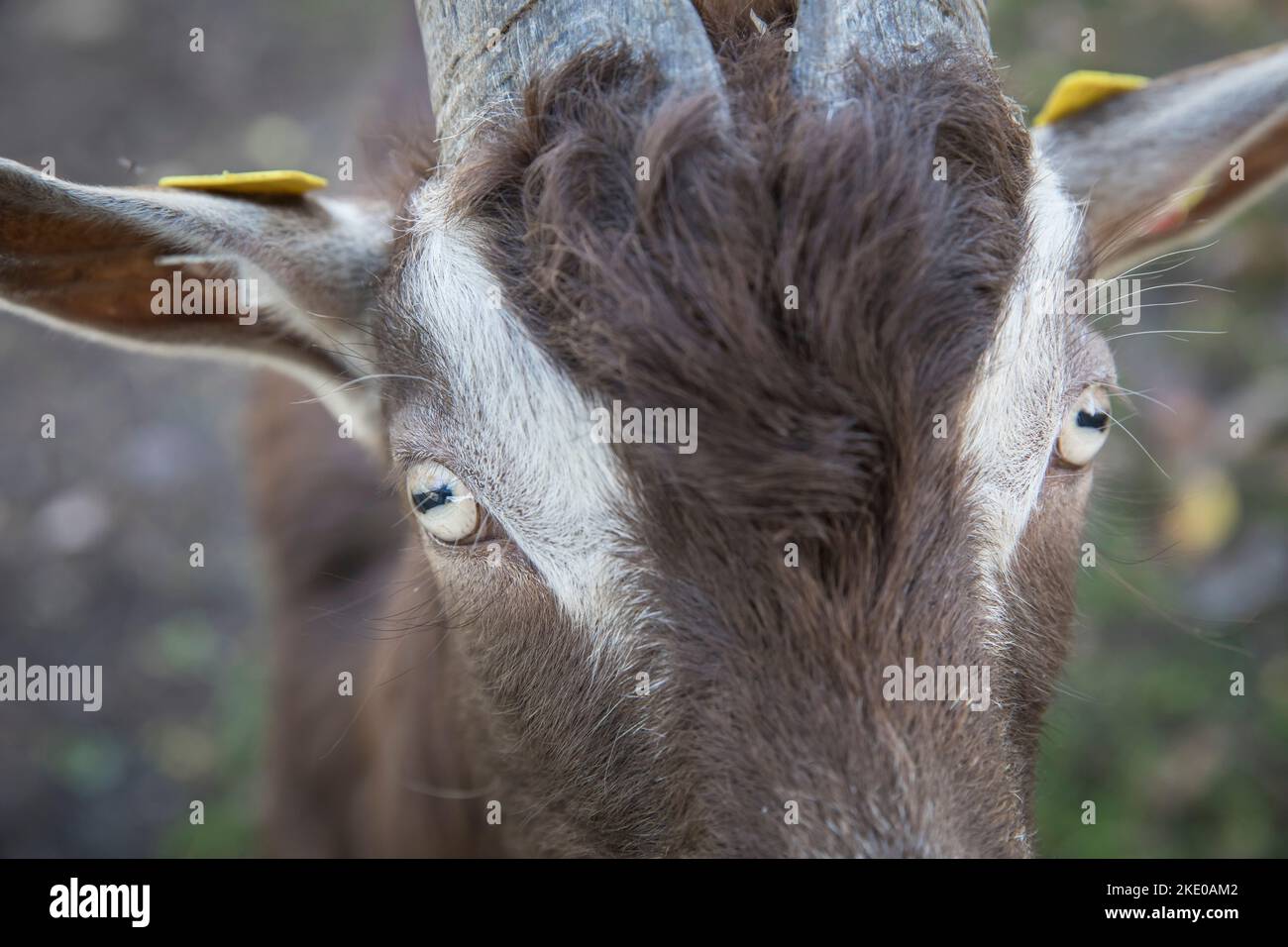 Ziegenaugen hi-res stock photography and images - Alamy