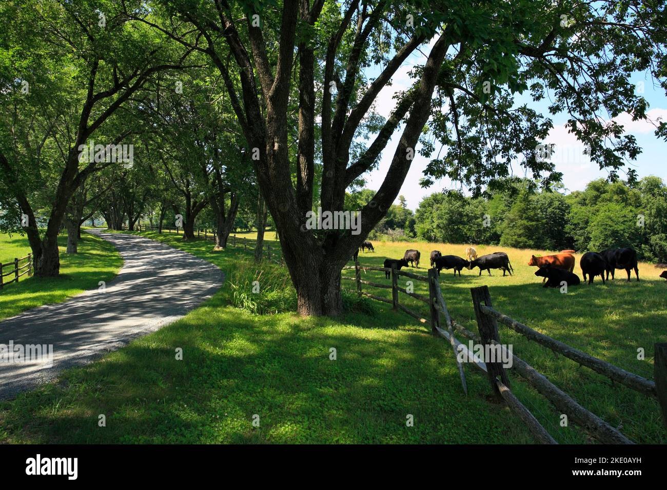 Entrance Road, Ash Lawn – Highlands, Charlottesville, Virginia, USA ...