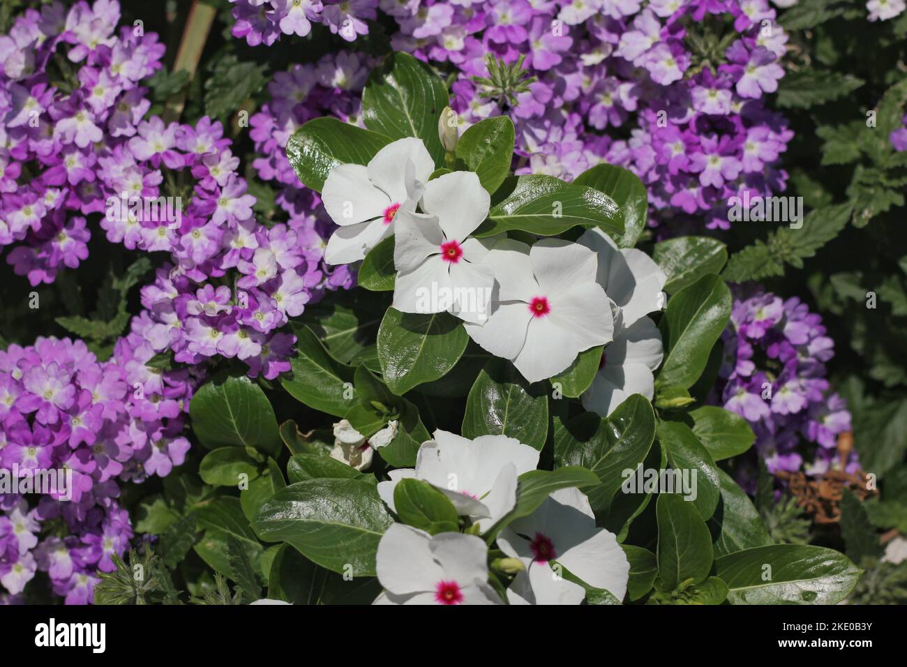 Beautiful pansy flowers growing in the flower garden Stock Photo - Alamy