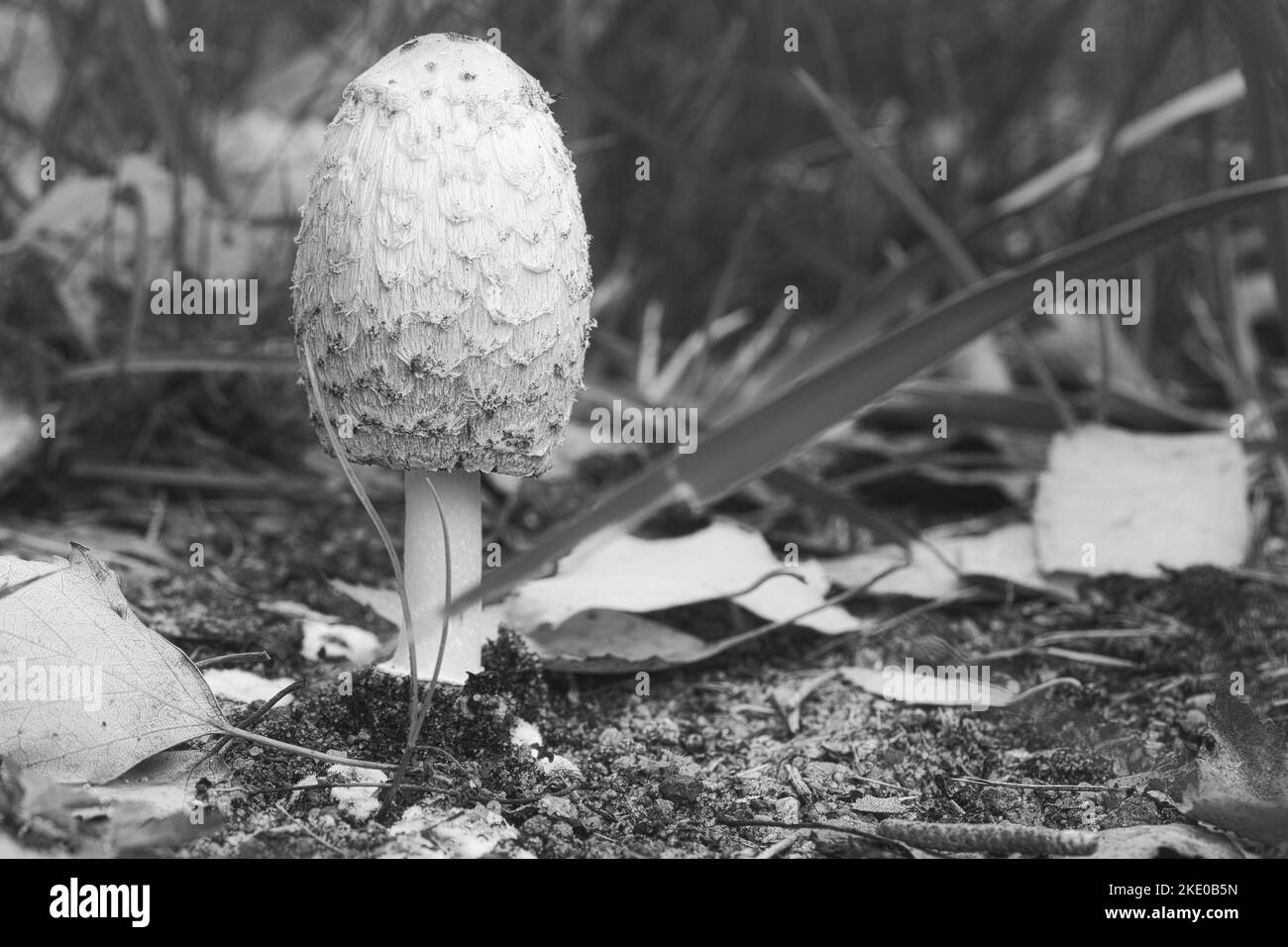 Spore cap Black and White Stock Photos & Images - Alamy