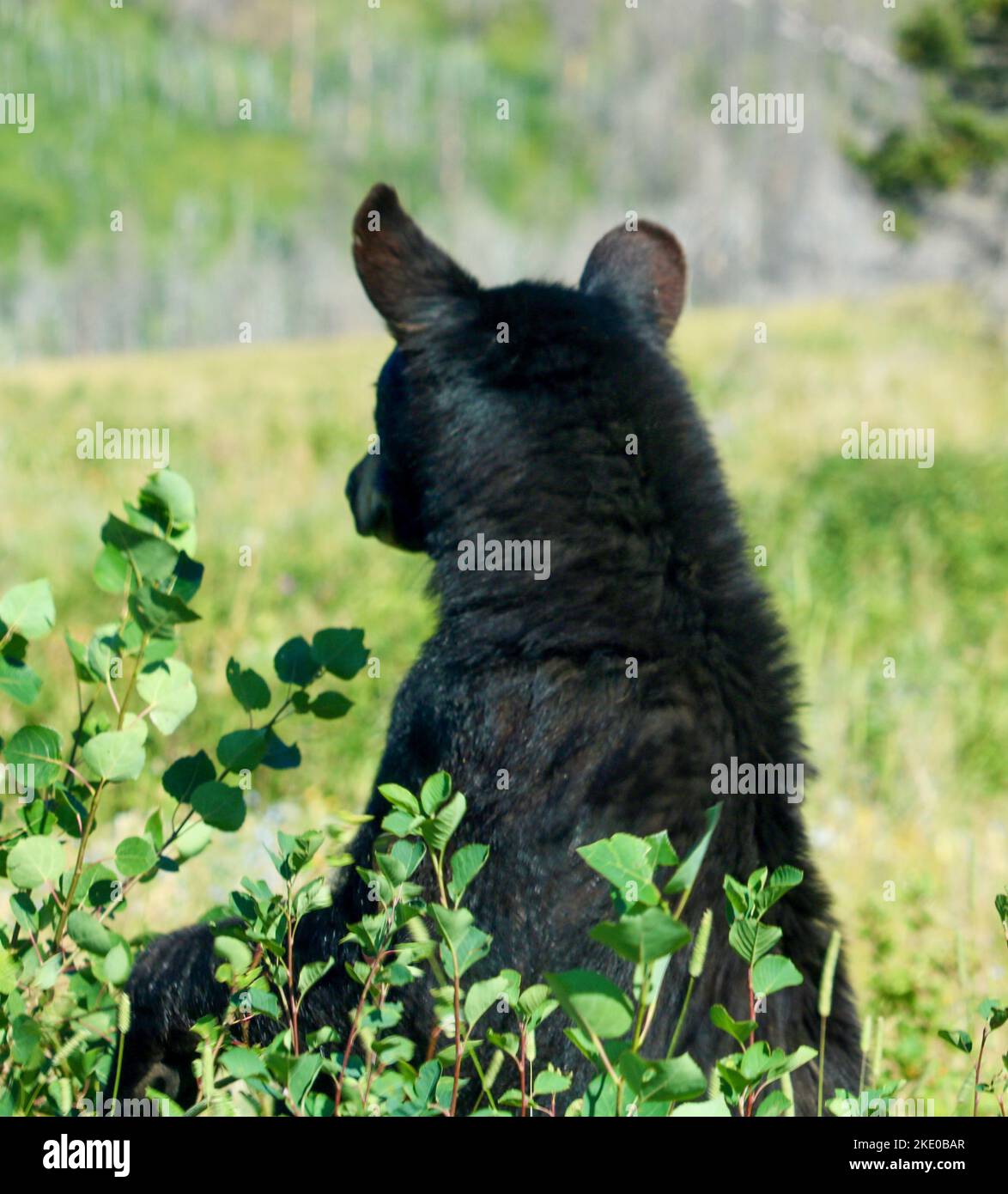 Black bear from behind hi-res stock photography and images - Alamy