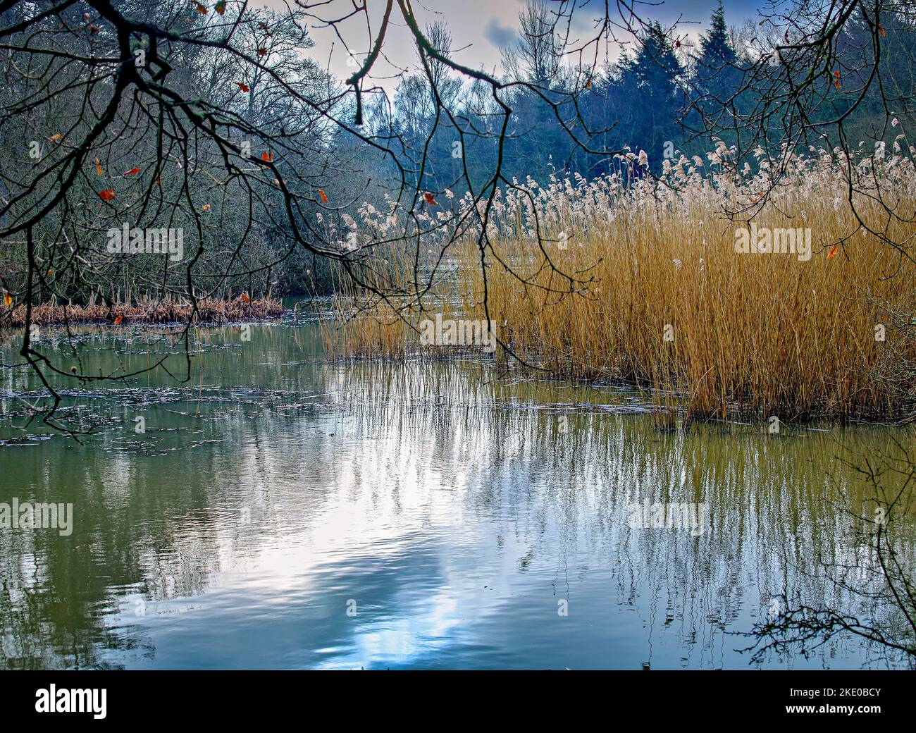 A pond in winter with trees, branches, reeds, and reflections in the ...