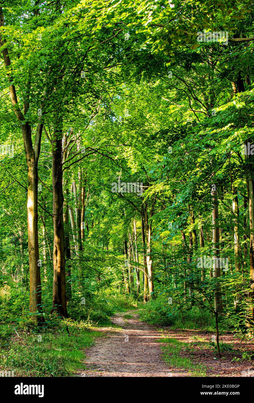 An summer walk along a forest path with trees forming an arch over the ...