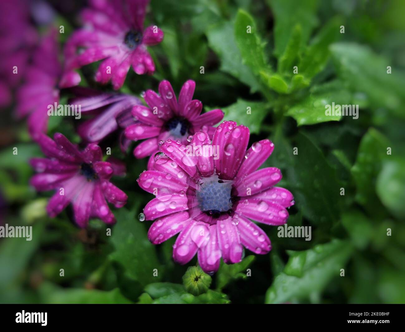 The raindrops on bright purple Cape marguerite flowers - beautiful ...