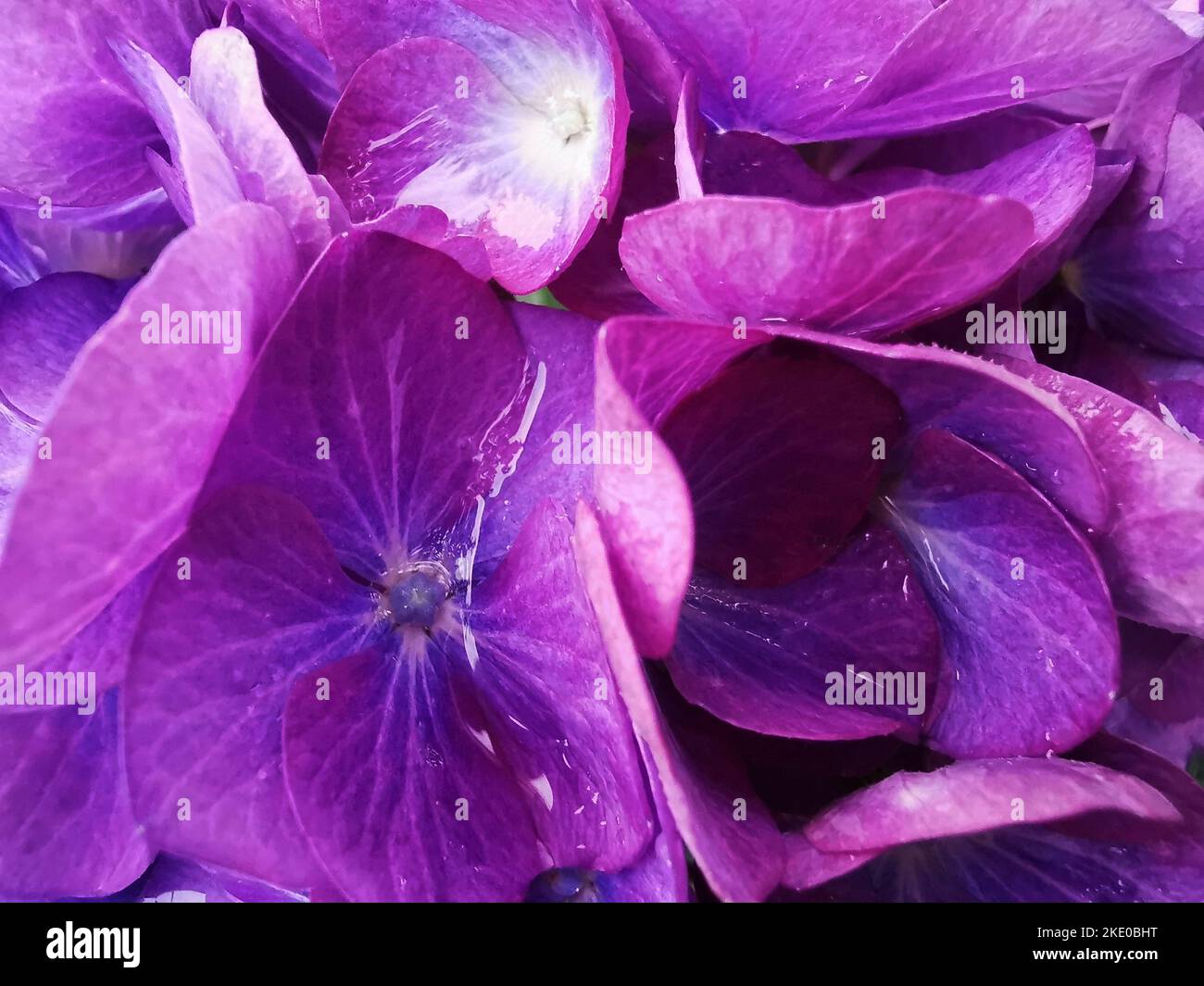 A closeup of bright blue and purple petals of French hydrangea flowers ...