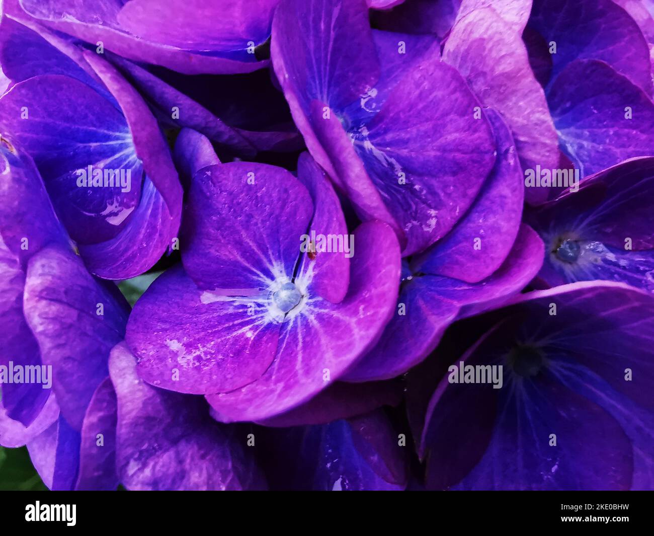 A closeup of bright blue and purple petals of French hydrangea flowers ...