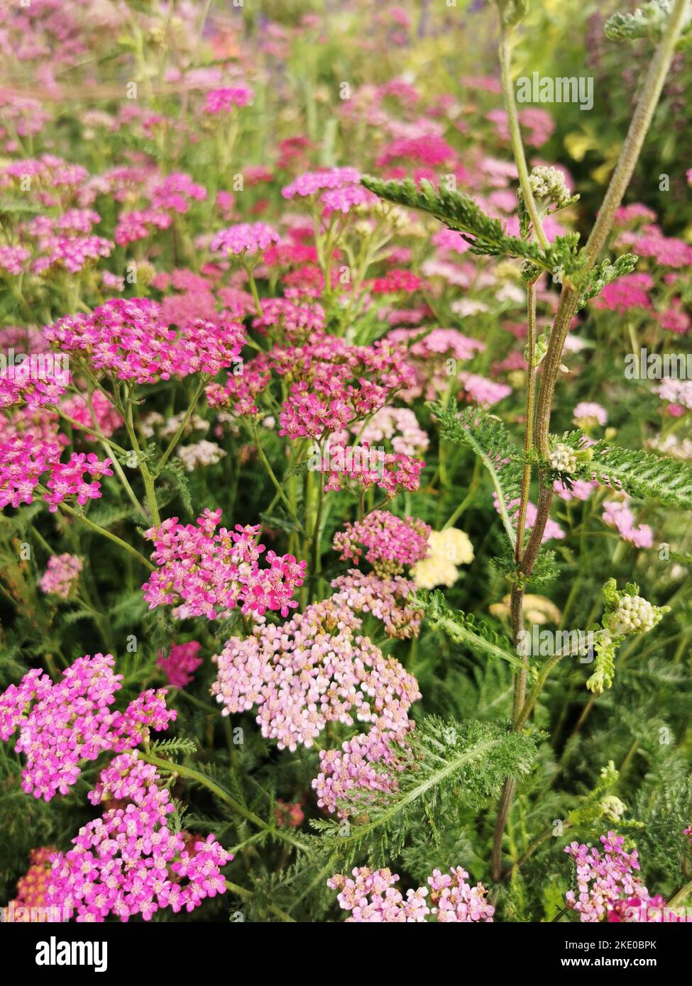 The pink and purple Yarrow flowers in lush green meadow - floral ...