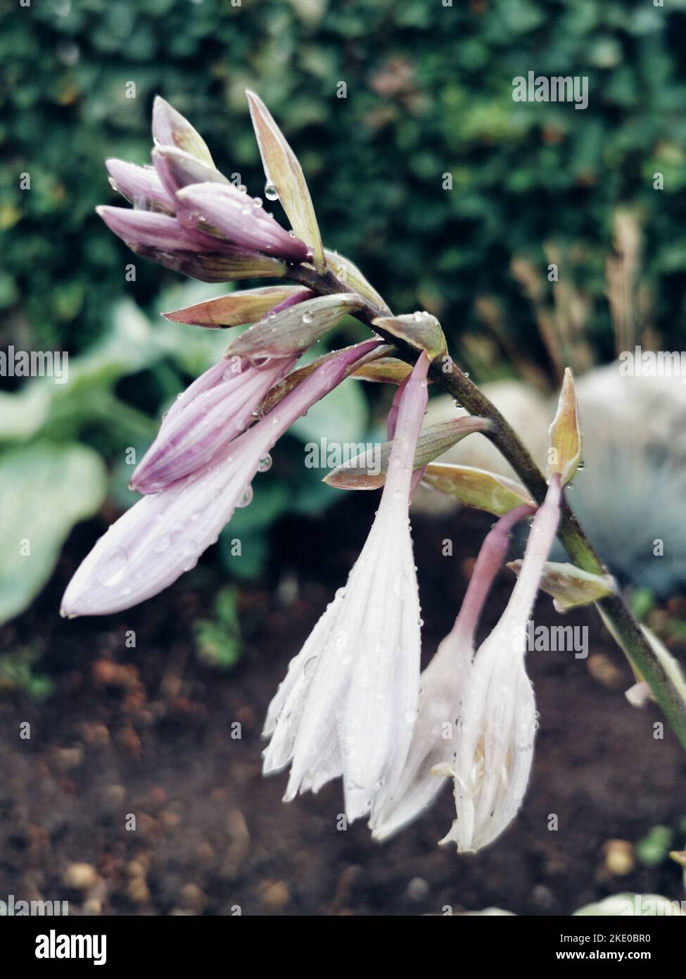 A vertical closeup of raindrops on purplish-white blue plantain lily ...