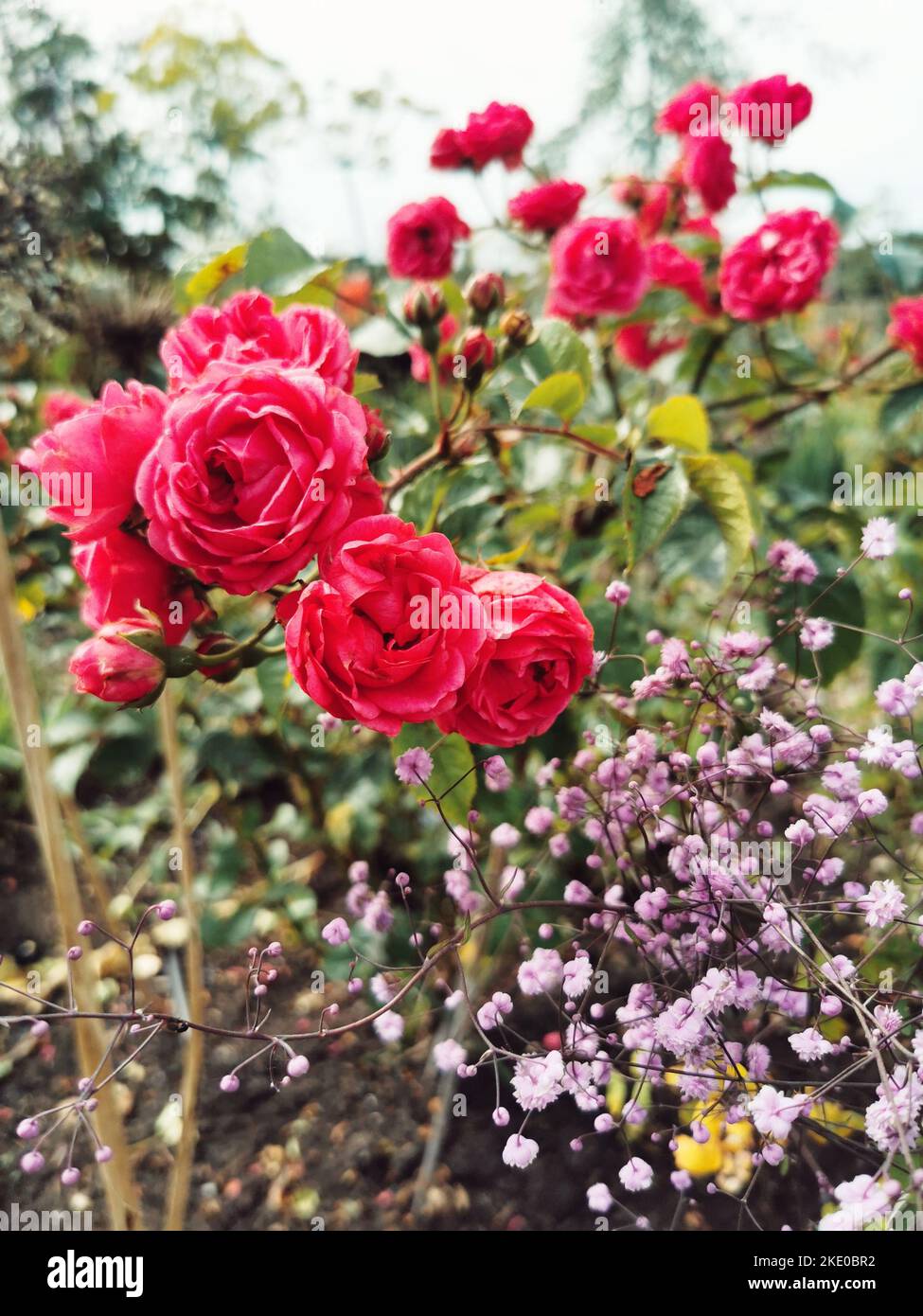 A vertical shot of red garden roses and purple baby's breath in the ...