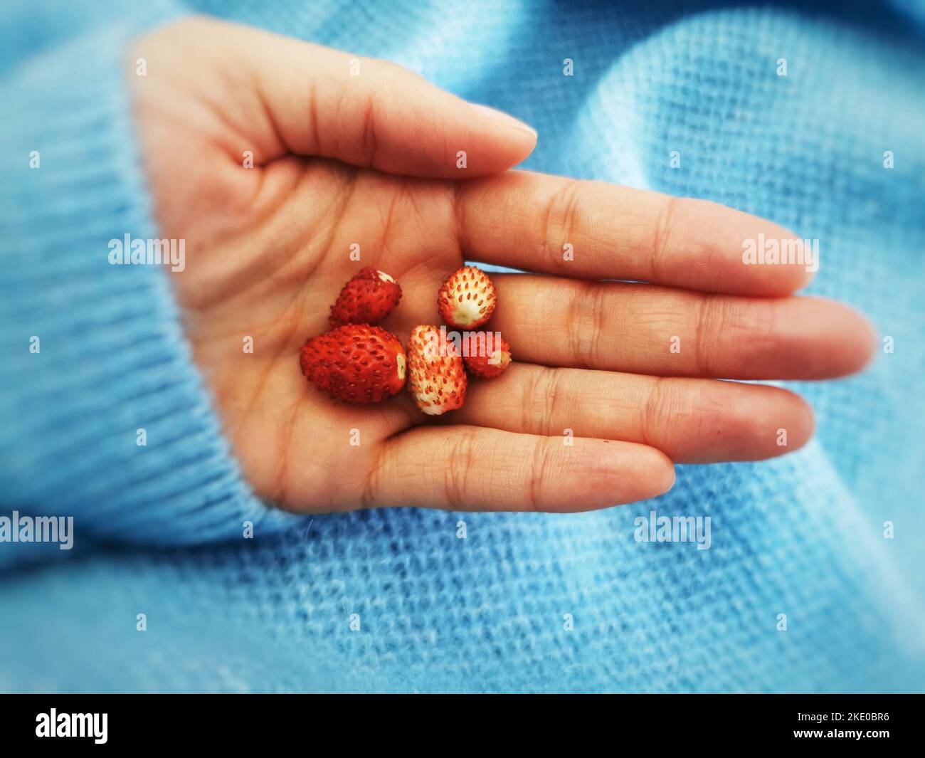 A top view of human hand in baby blue sweater holding tiny natural ...