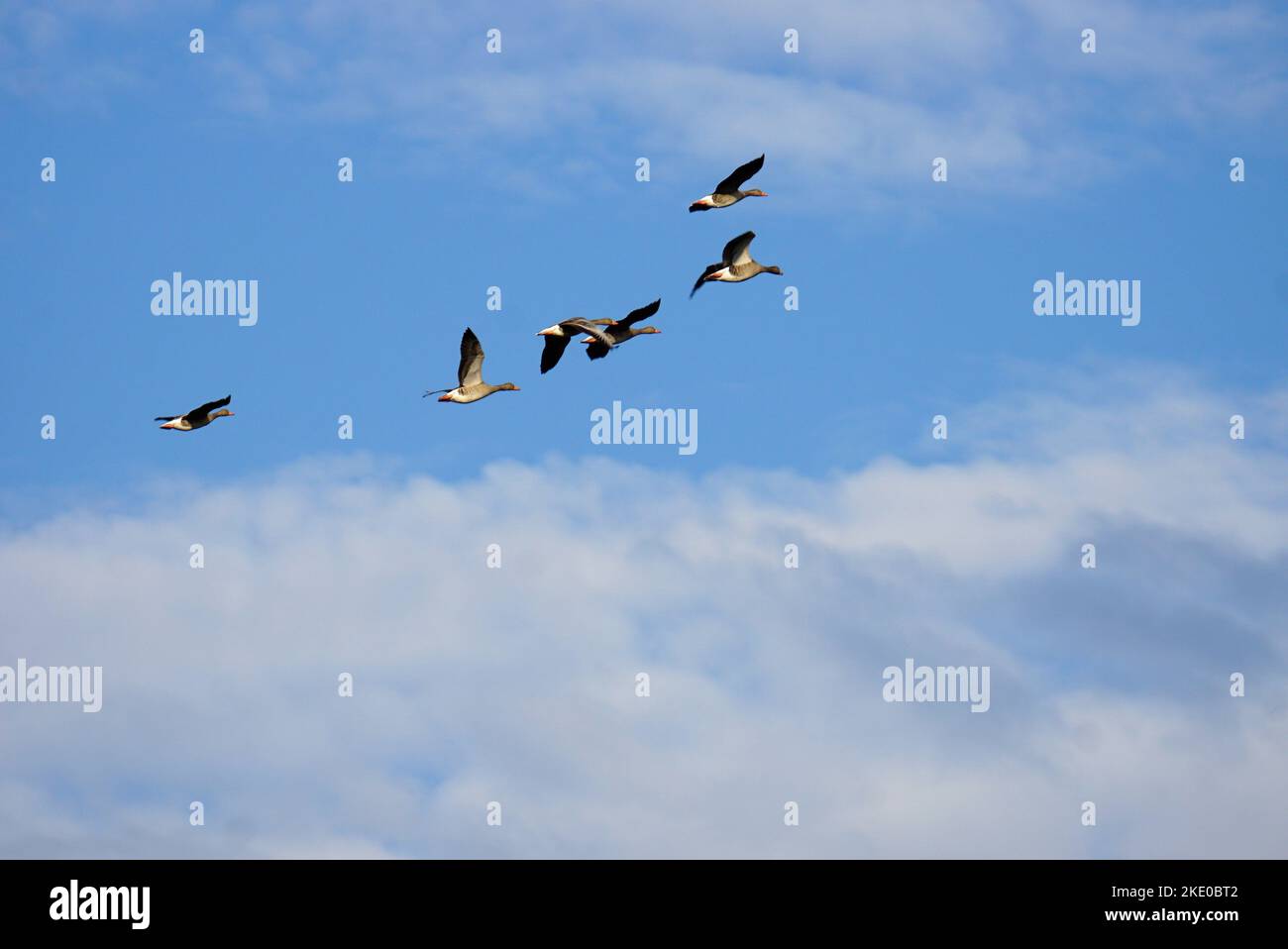 Fliegende vögel hi-res stock photography and images - Alamy