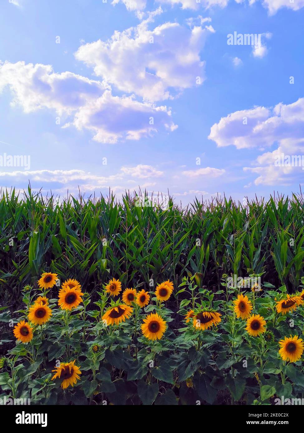 A vertical shot of an aesthetic field of sunflowers under the blue sky ...