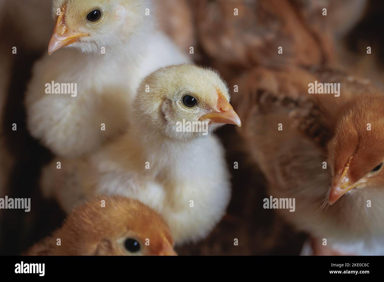 Polish farm hi-res stock photography and images - Alamy