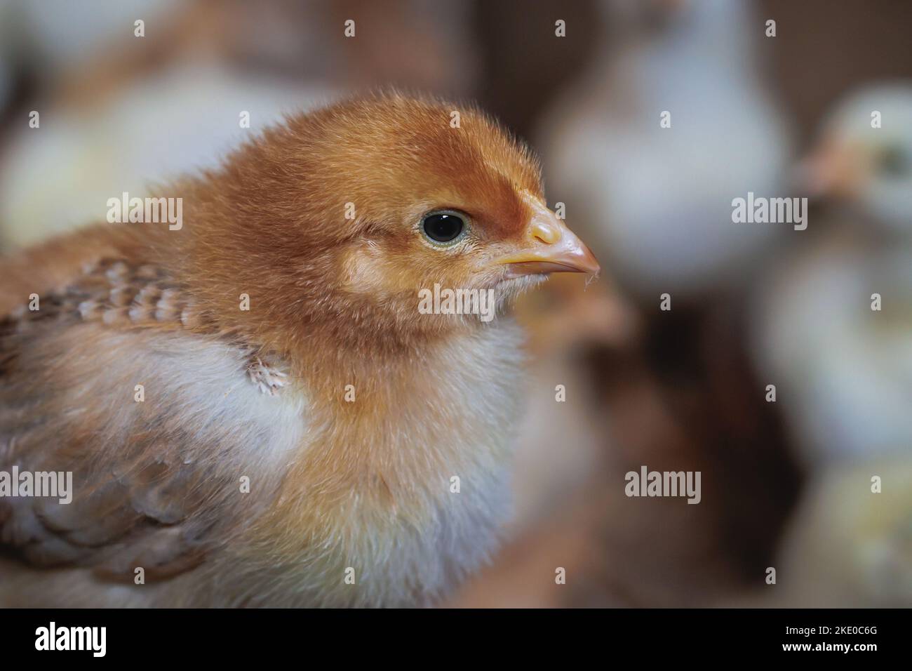 Poultry chick chicken pullet hi-res stock photography and images - Alamy