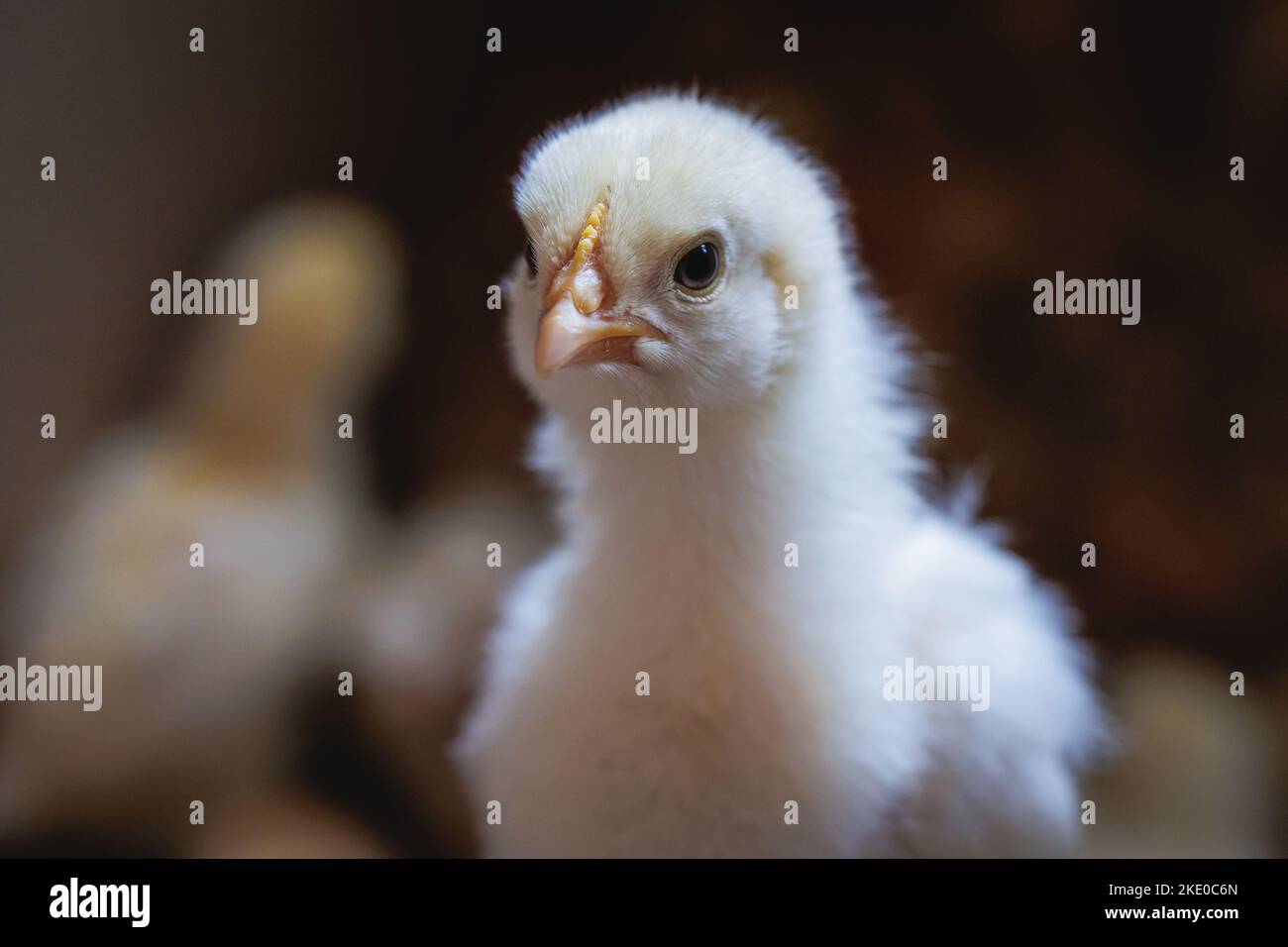 Chicks on a chicken farm in Poland Stock Photo - Alamy