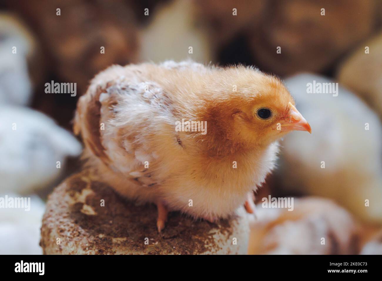 Chicks on a chicken farm in Poland Stock Photo - Alamy