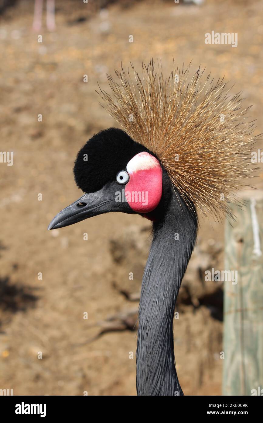 A vertical closeup of the black-crowned crane, Balearica pavonina Stock ...