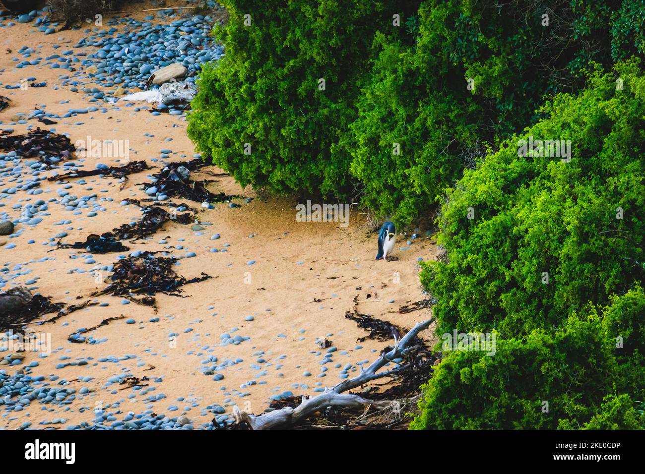 Penguin standing new zealand hi-res stock photography and images - Alamy