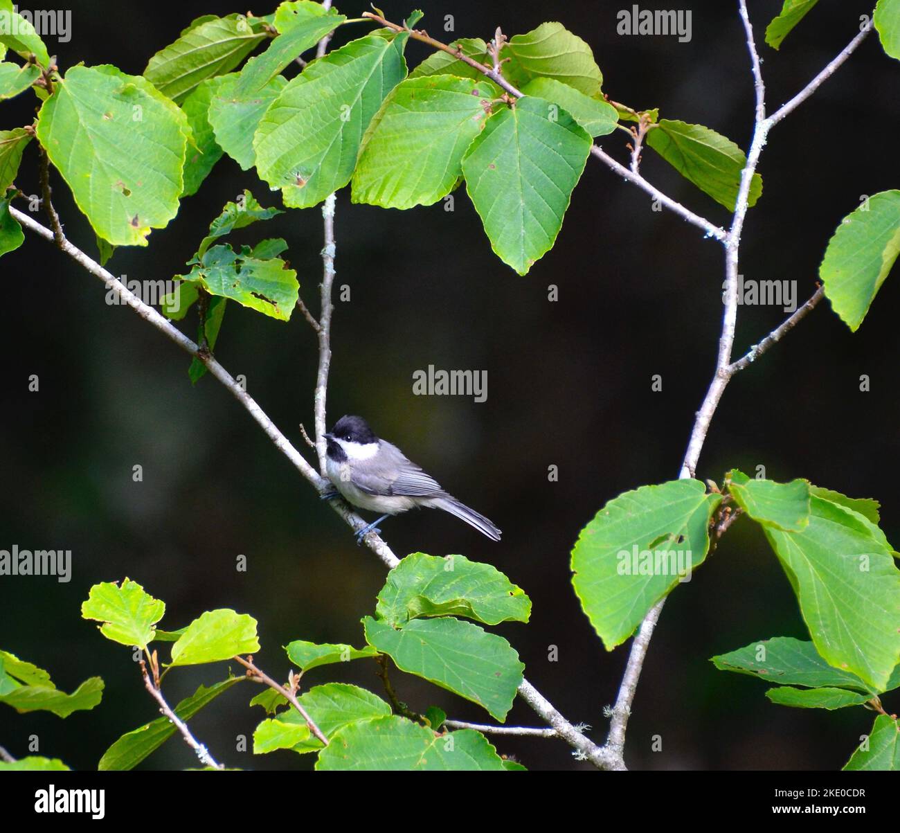 Black capped chickadee summer plumage hi-res stock photography and ...