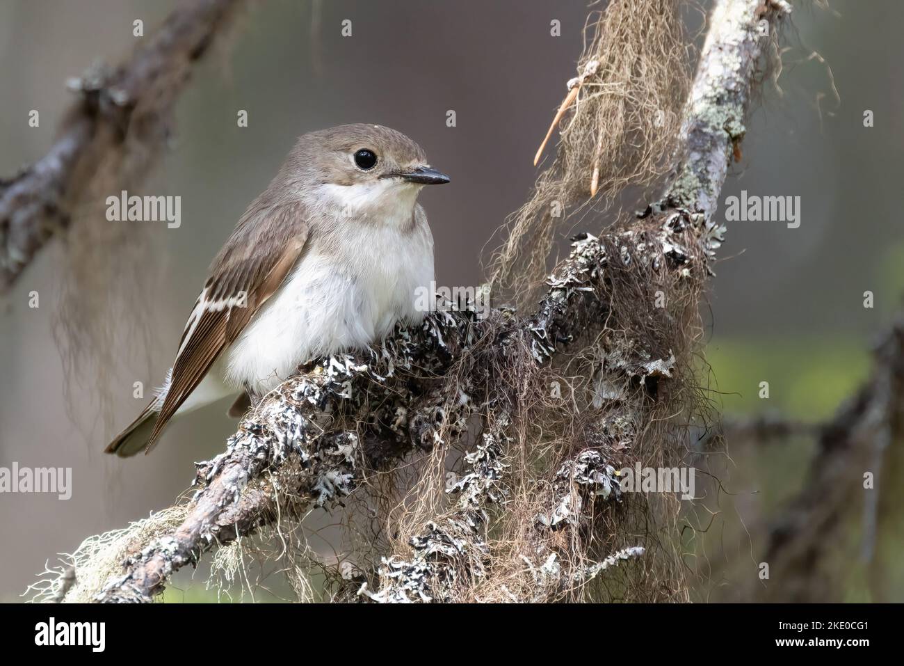 Female european pied flycatcher hi-res stock photography and images - Alamy