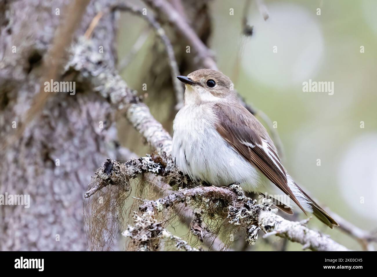 Female european pied flycatcher hi-res stock photography and images - Alamy
